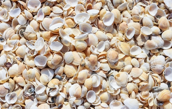 Lots of seashells on the seashore Stock Photo by Lu_Igor | PhotoDune