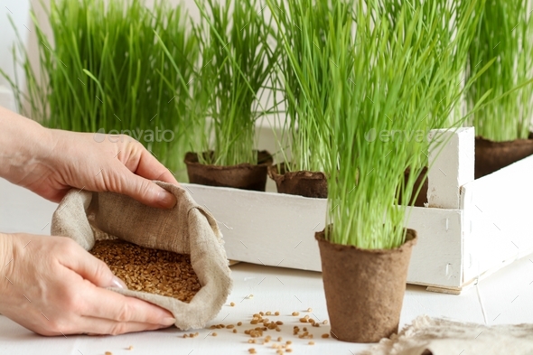 A woman is sorting through grains of wheat, pots of germinated wheat ...