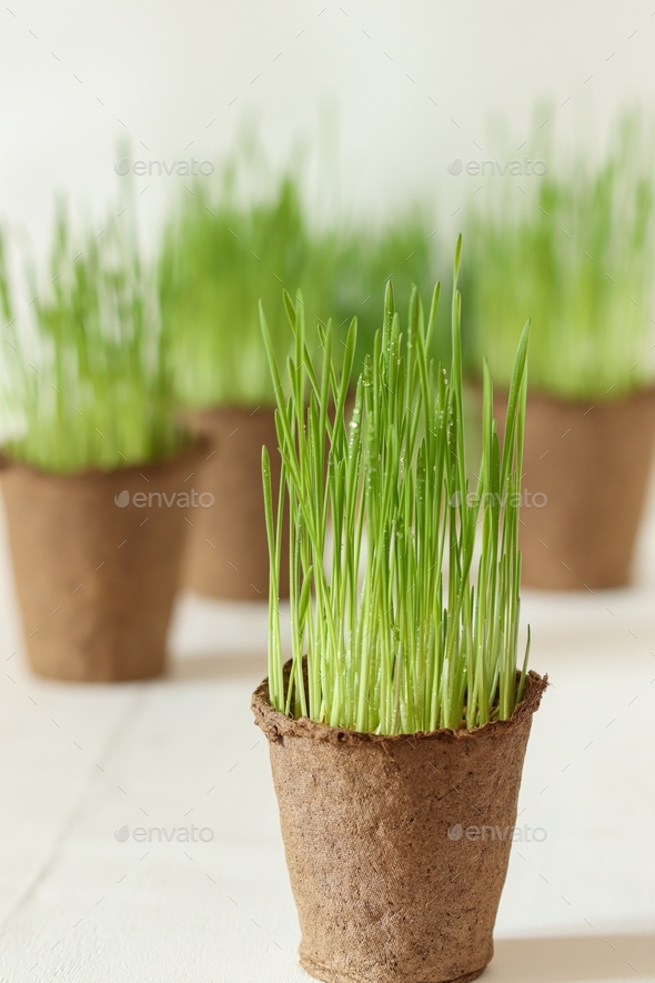 Green seedlings of wheat in peat pots on a light background. Stock ...
