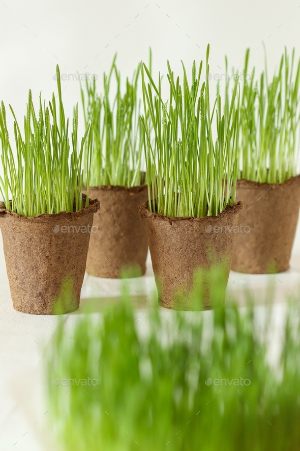 Green seedlings of wheat in peat pots on a light background. Stock ...