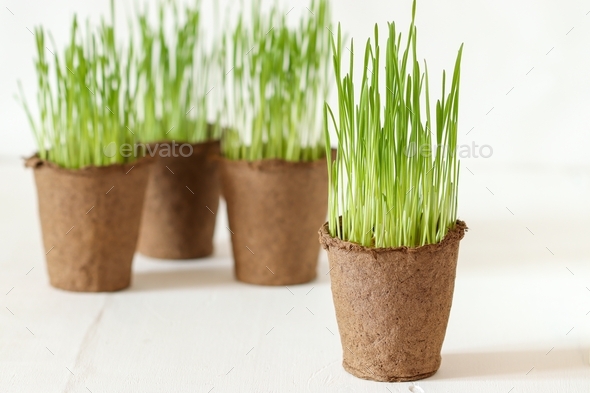 Green seedlings of wheat in peat pots on a light background. Stock ...