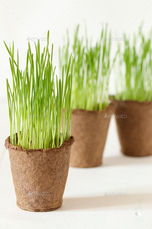 Green seedlings of wheat in peat pots on a light background. Stock ...
