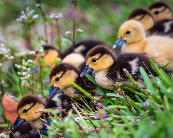 Yellow and brown muscovy ducklings heading down a grassy bank through ...
