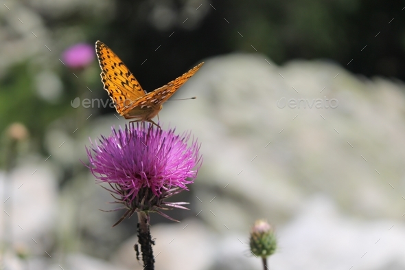 Butterfly landing. Stock Photo by cordogaita | PhotoDune