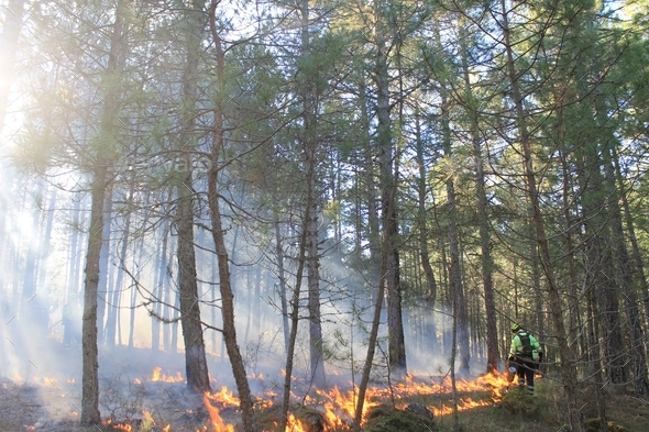 Prescribed fire activities in a pine forest Stock Photo by cordogaita