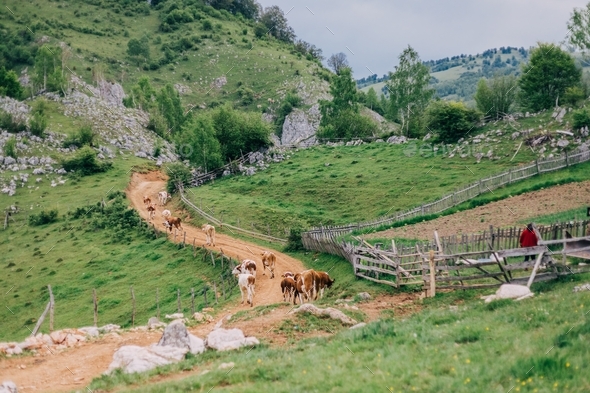 Countryside in a remote village in Romania. Stock Photo by Deea_Olteanu