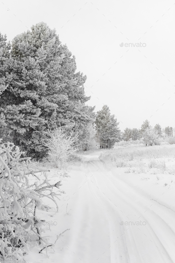 Snowy swept road leading to the forest, which is covered with frost ...