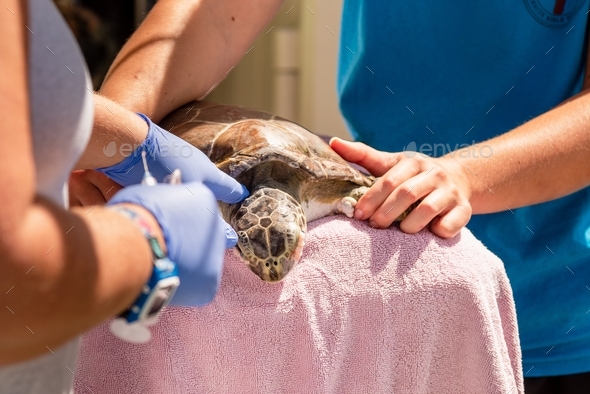 A rescued sea turtle with tumors due to ocean pollution being prepared ...
