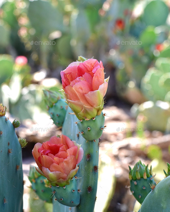 Cactus bloom Stock Photo by kameliahayati | PhotoDune