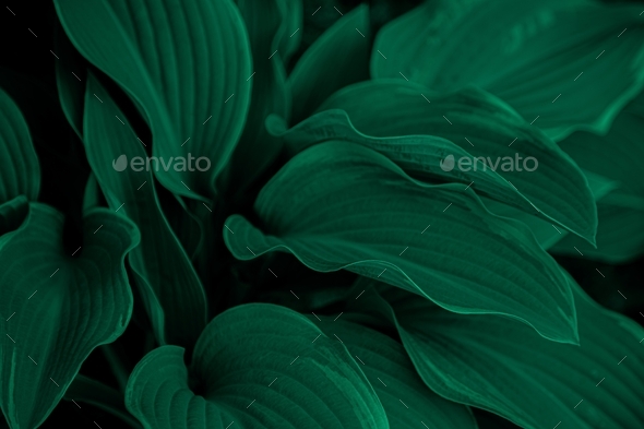 Natural green background. Large leaves of a garden plant. Stock Photo ...