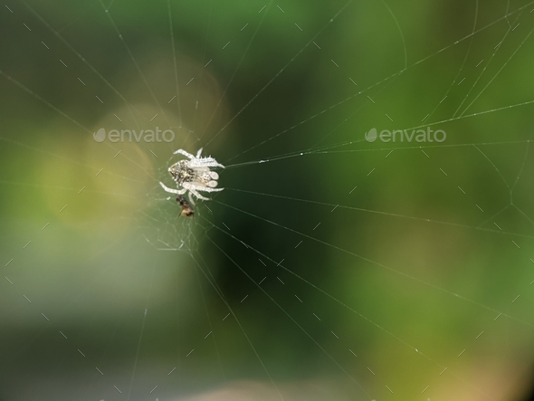 Small white spiders that are catching insects that are stuck on spider ...