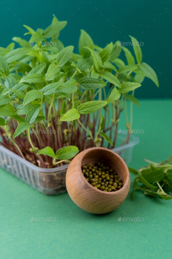 Grow microgreens. Greens sprouts for healthy eating. Microgreen seeds ...