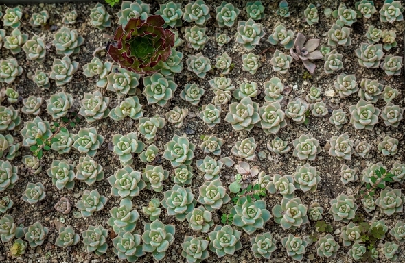 Background from succulents. Small plants top view. Topiary. Echeveria ...