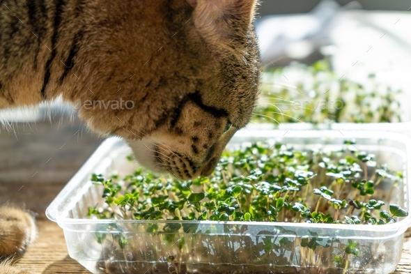 Food for cats. Greens in a bowl. The cat sniffs and eats microgreens ...