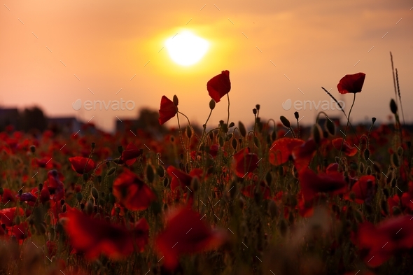 Poppy flower in a poppy field. Poppies red summer flowers. Stock Photo ...