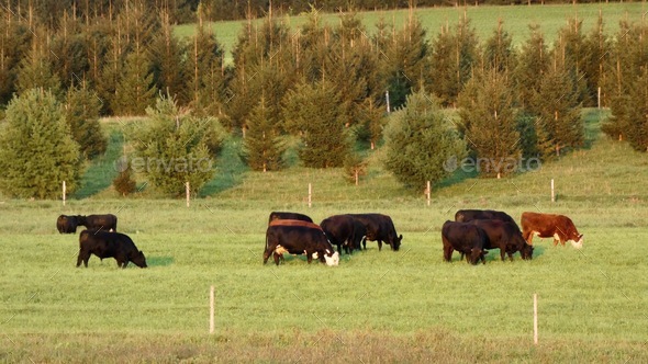 Beef cattle grazing Stock Photo by coreyb21 | PhotoDune