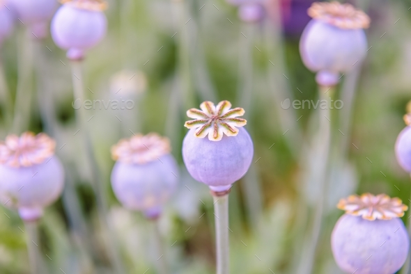 Uniquely shaped poppy seed pods are nearly as beautiful as the poppy ...