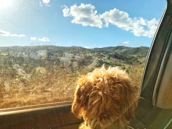 Sight seeing travel with dog peering out vehicle window on scenic ...