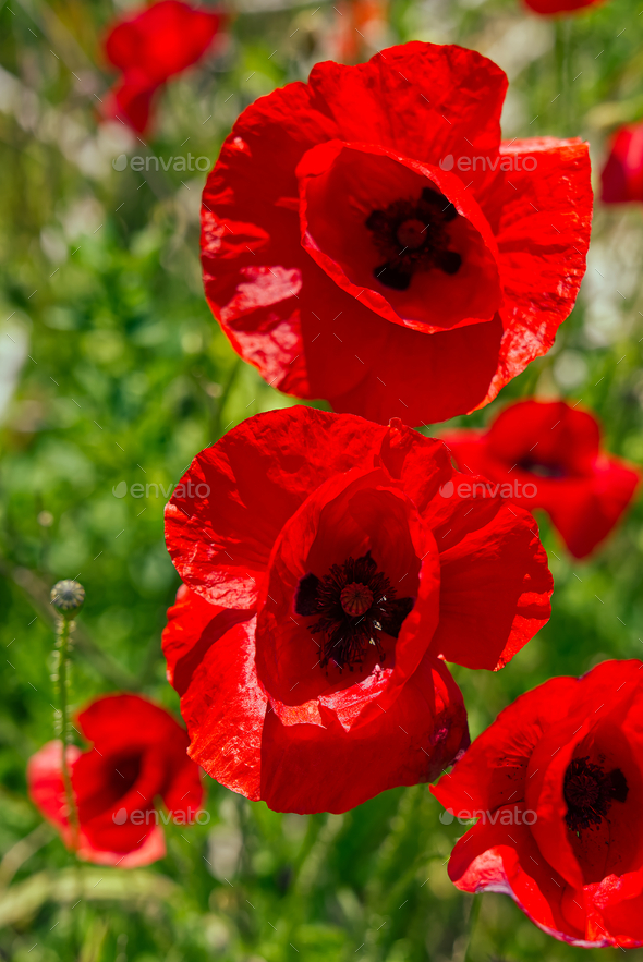 Field of red poppies. Red poppy on green weeds field. Close up poppy ...