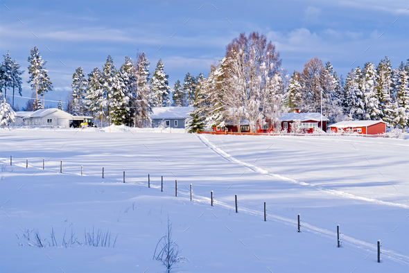 Nordic winter landscape. Panoramic view of the covered with frost trees ...