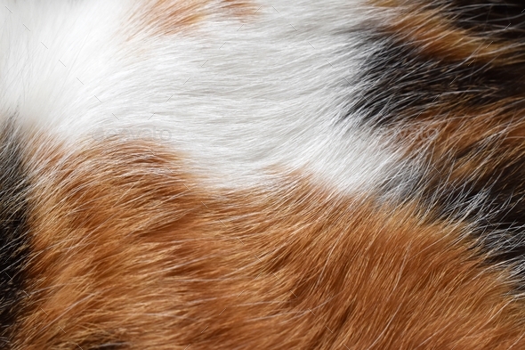 Calico cat or Tortoiseshell cat fur texture background. Stock Photo by ...