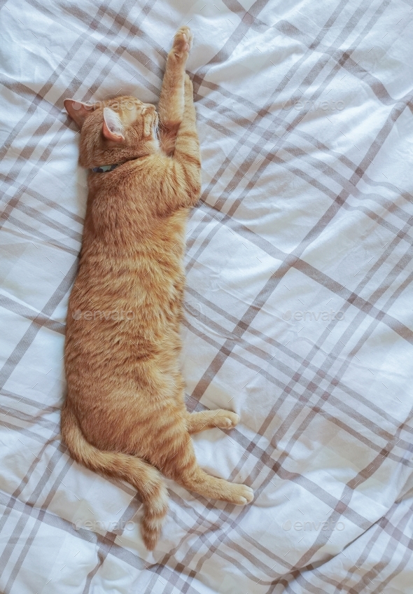 Ginger cat sleeping in bed. Flat lay top view photo of tabby cat in bed ...