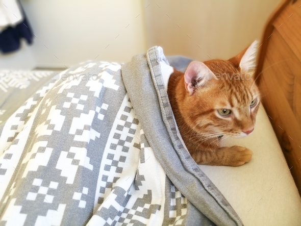 Ginger cat laying in bed under the blanket. Happy tabby cat relaxing at ...