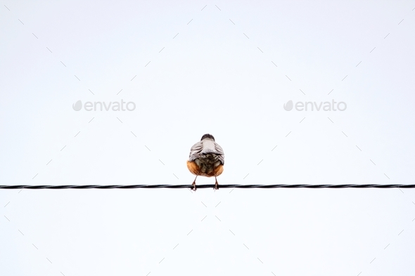 Back of a Robin Stock Photo by couragesings | PhotoDune