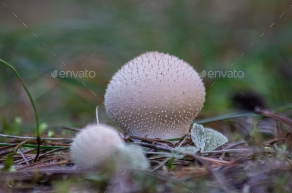 Round white mushroom with spiky texture Stock Photo by dgbdowydas ...