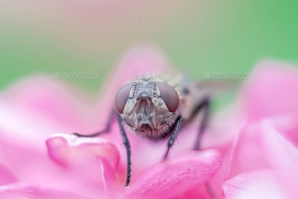 Macro picture of fly on a pink flower with green background Stock Photo ...