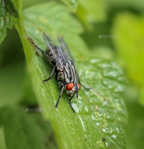 Zoomed in fly with big red eyes Stock Photo by dgbdowydas | PhotoDune