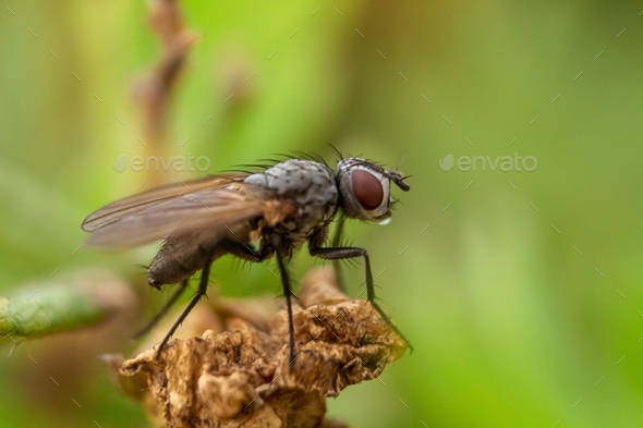 Zoomed in picture of fly on a dried flower Stock Photo by dgbdowydas