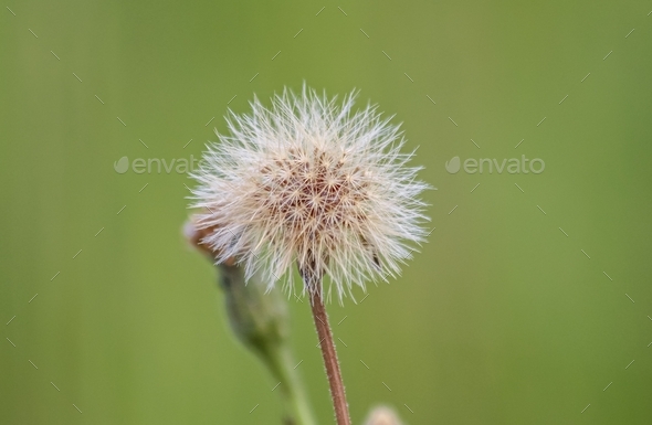 Puffy flower Stock Photo by dgbdowydas | PhotoDune