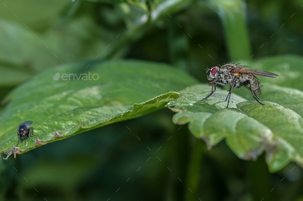 Fly on a green plant Stock Photo by dgbdowydas | PhotoDune