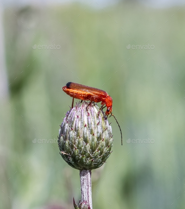 Bug and flower Stock Photo by dgbdowydas | PhotoDune