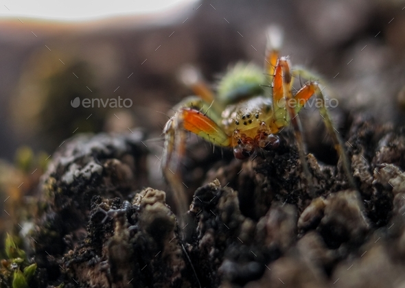 Zoomed in spider Stock Photo by dgbdowydas | PhotoDune