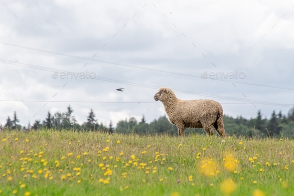 Sheep flowers and a flying bird Stock Photo by dgbdowydas | PhotoDune