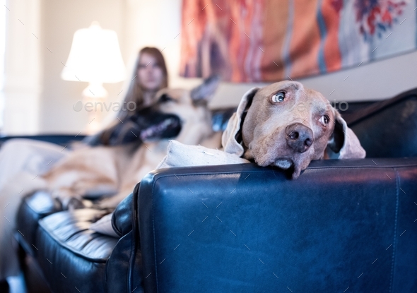Sick and elderly dog resting on the couch with family while looking up ...