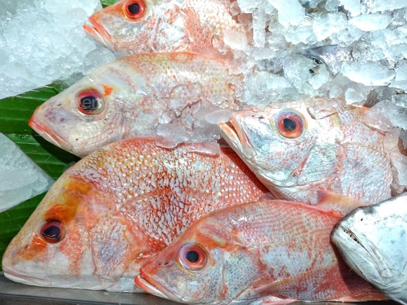 Fresh fish Stock Photo by afihermatova | PhotoDune