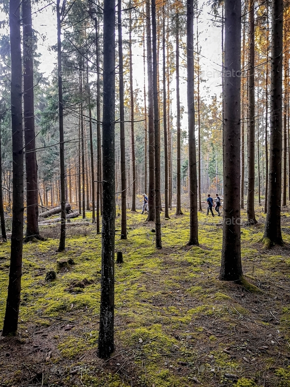 People taking a hike in tall pine tree forest during sunset Stock Photo ...