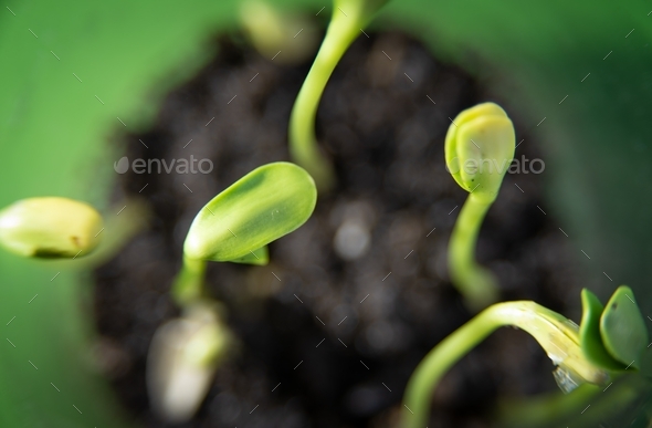 Macro of freshly sprouted plants Stock Photo by mary_8405 | PhotoDune