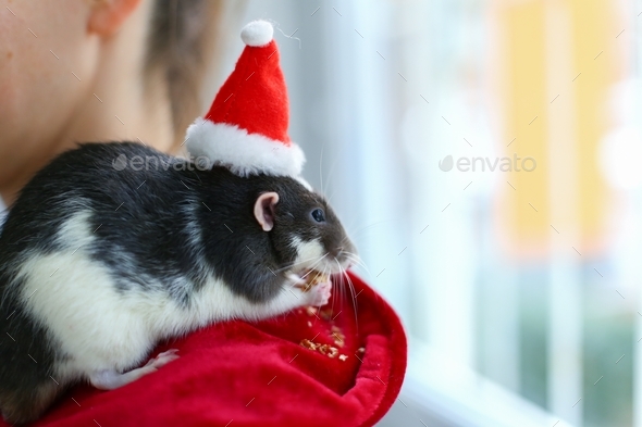 Christmas grey and white rat in the red cap of Santa Claus - a symbol ...