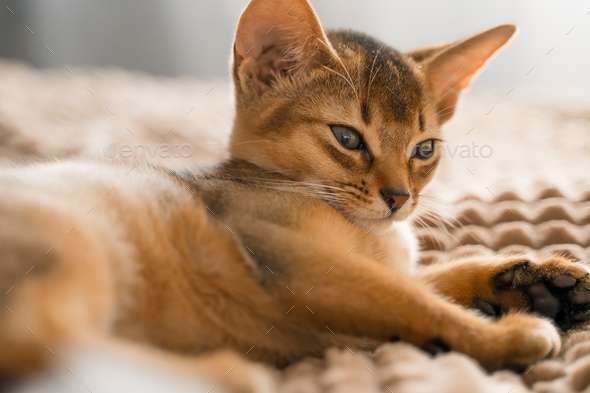 Small kitten cat of the Abyssinian breed lies, sleeps sweetly on soft ...
