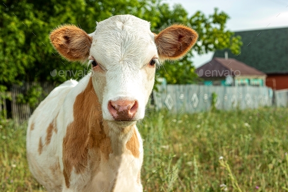 cute beautiful calf with red spots looking at the camera Stock Photo by ...