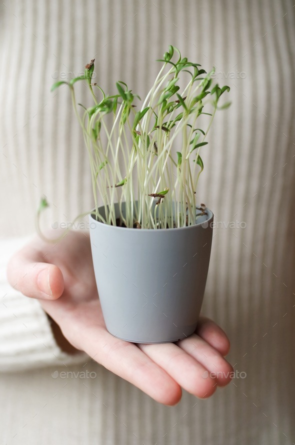 Spring season sprouting in pots young vegetables. Hand holding young ...