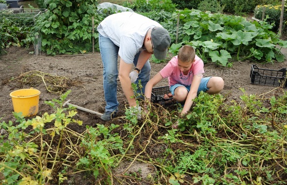 Father and son digging potatoes from the garden. Stock Photo by SmitBruins