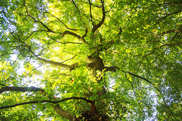 And don't forget to breathe. Tree , oxygen, and breathe... Stock Photo ...