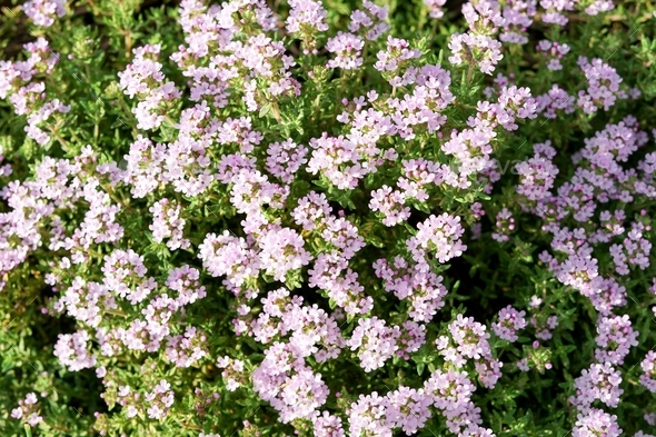 Thyme or thymus vulgaris pink flower bush in full bloom in the garden ...
