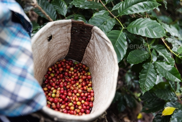 red cherry arabica coffee berries after harvesting in wood basket Stock ...