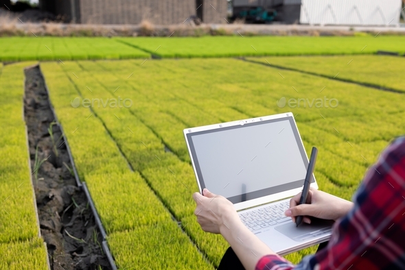 Modern method of rice planting. Stock Photo by thanyapatm | PhotoDune